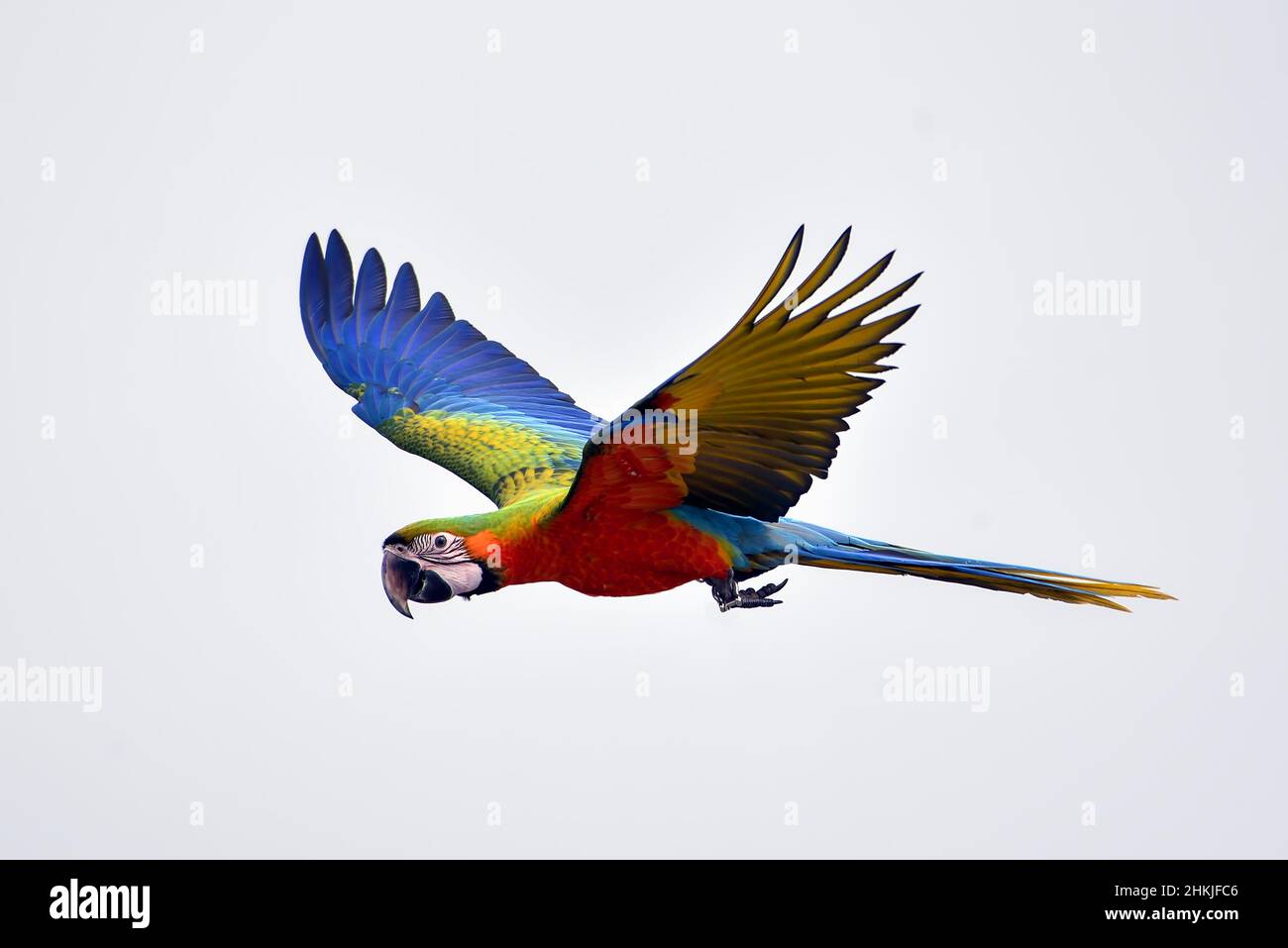 Scarlet macaw parrot during a flight Stock Photo - Alamy