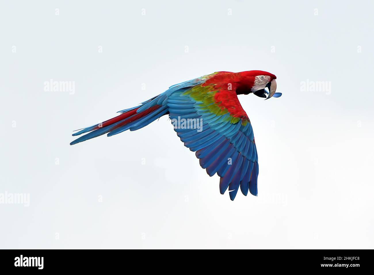 Scarlet macaw parrot during a flight Stock Photo - Alamy