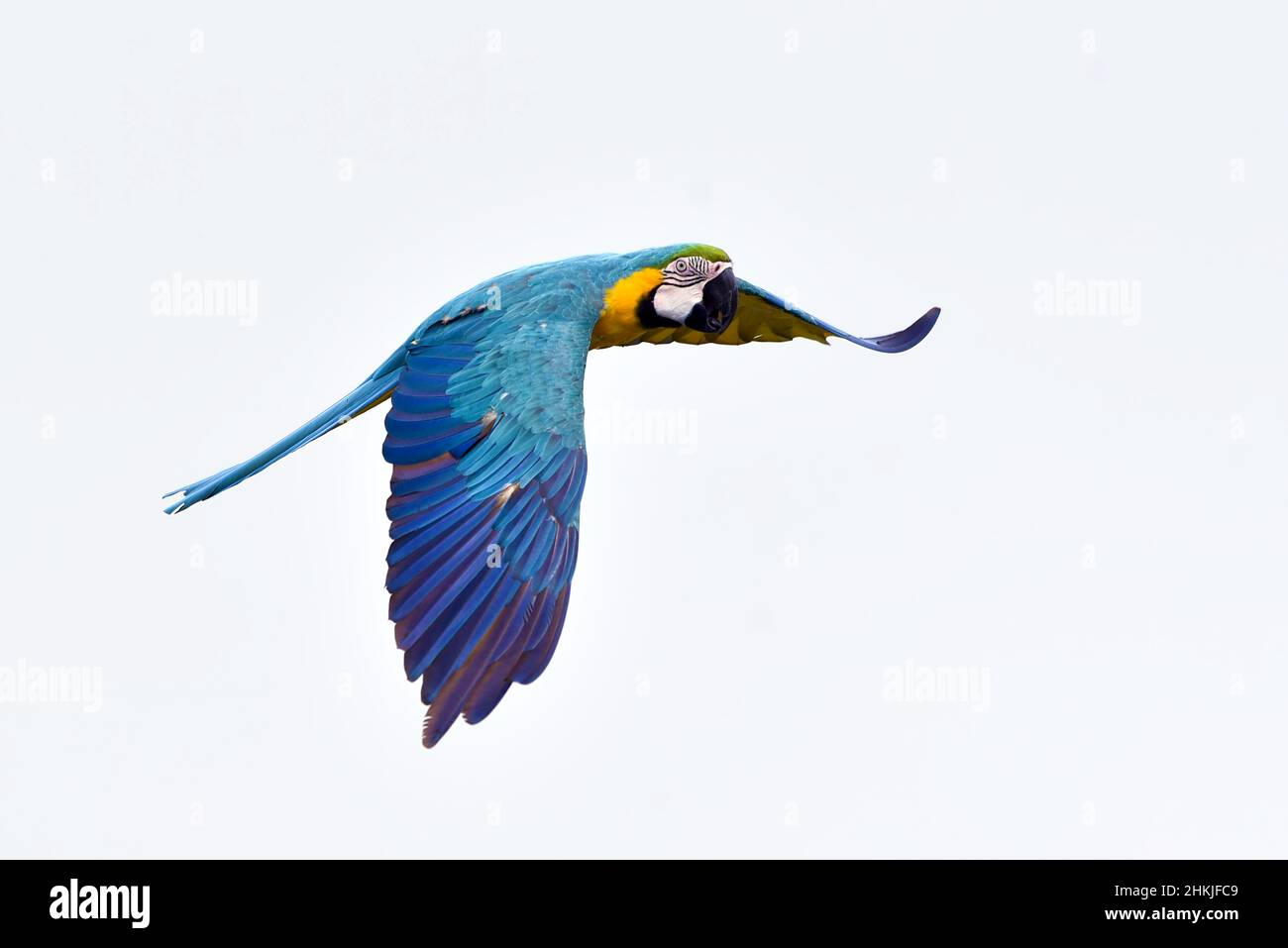 Scarlet macaw parrot during a flight Stock Photo - Alamy