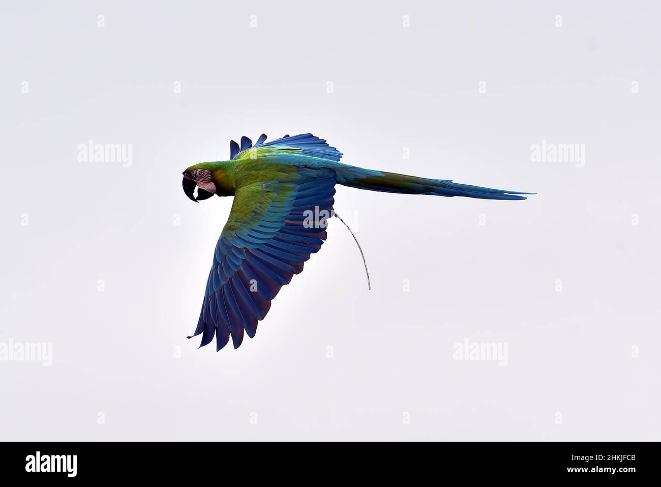 Scarlet macaw parrot during a flight Stock Photo - Alamy