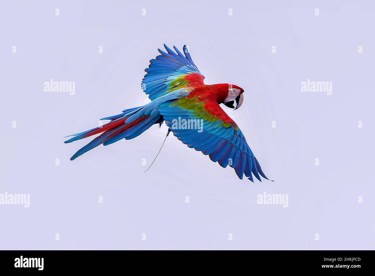 Scarlet macaw parrot during a flight Stock Photo - Alamy