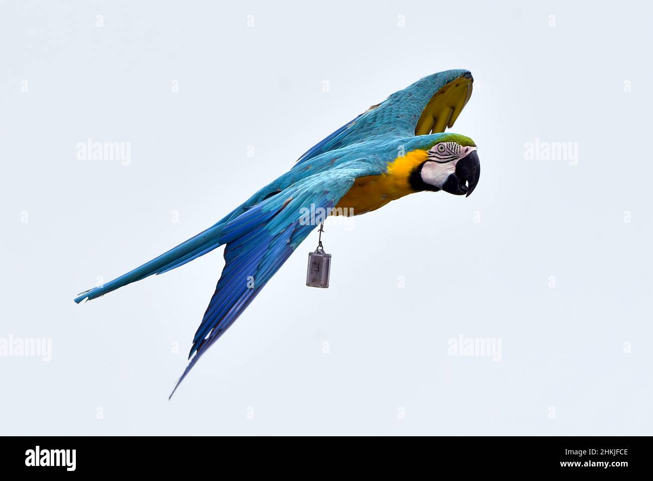 Scarlet macaw parrot during a flight Stock Photo - Alamy