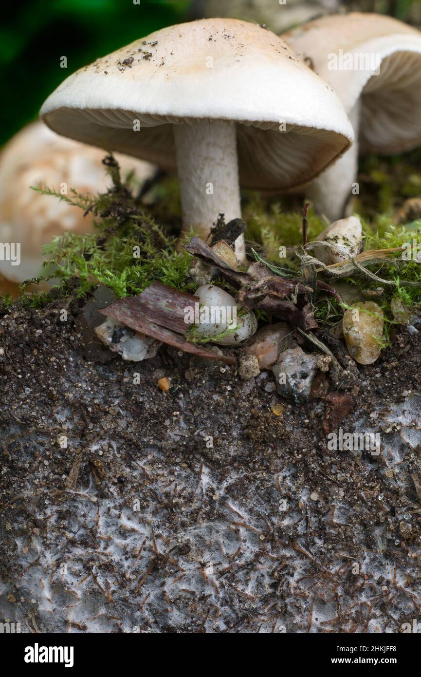 Tree roots with mycorrhizal mycelium Stock Photo - Alamy