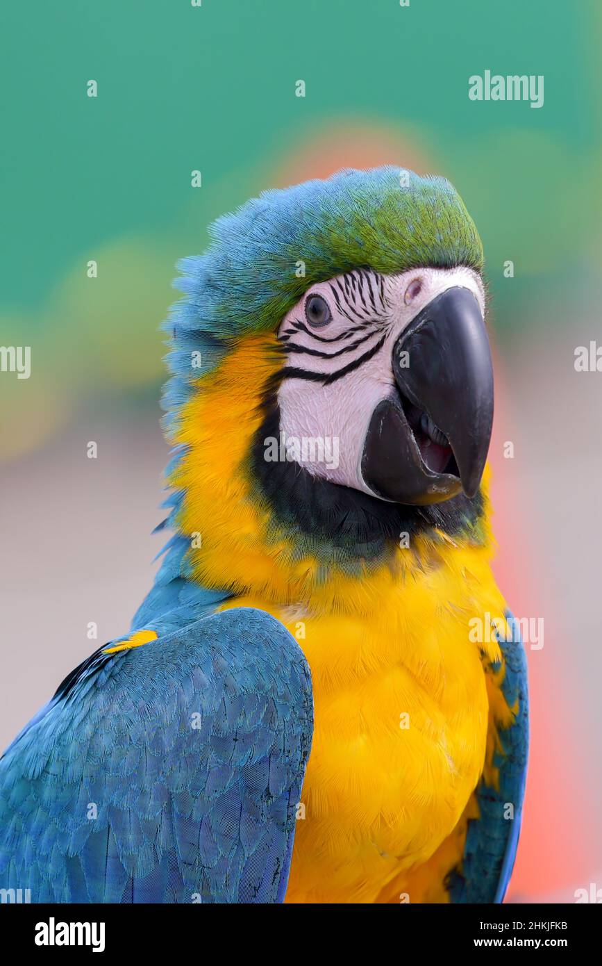 Portrait of a colorful macaw parrot Stock Photo - Alamy