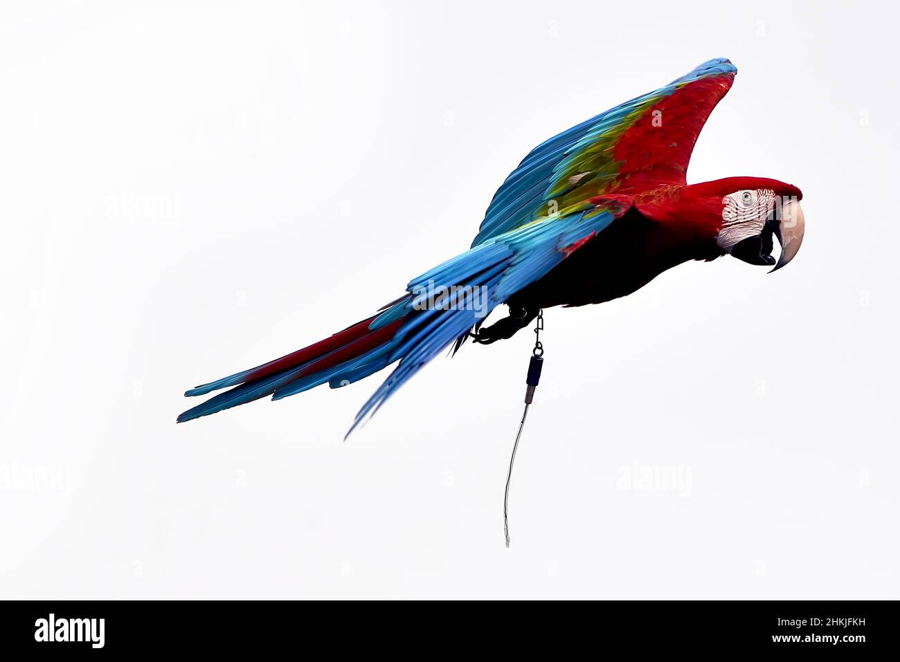 Scarlet macaw parrot during a flight Stock Photo - Alamy