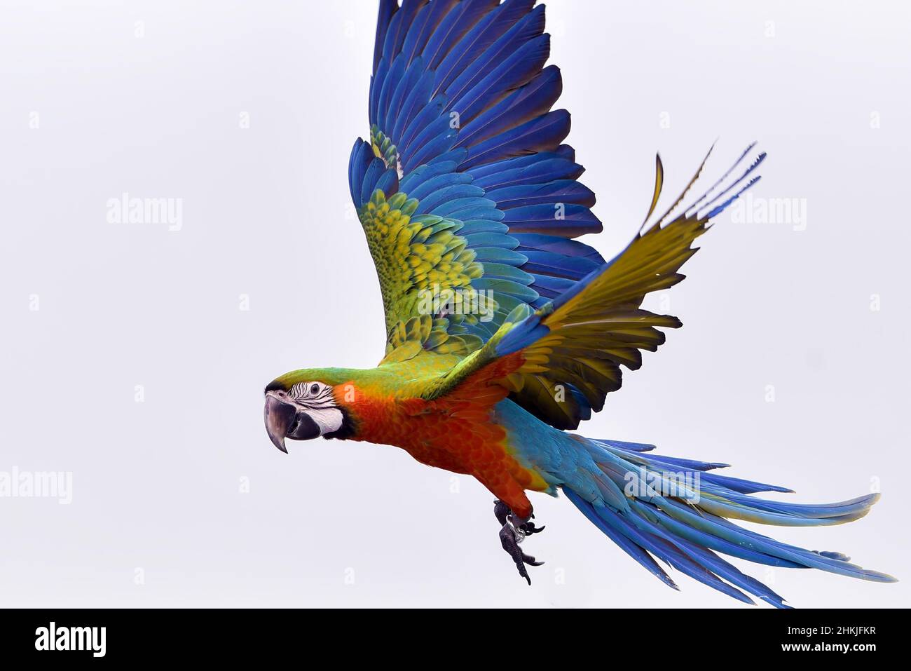 Scarlet macaw parrot during a flight Stock Photo - Alamy