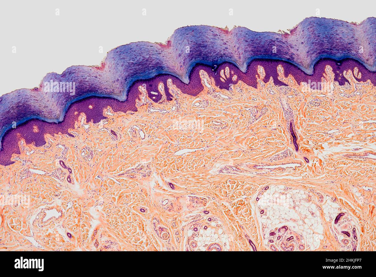 Skin, light micrograph Stock Photo - Alamy