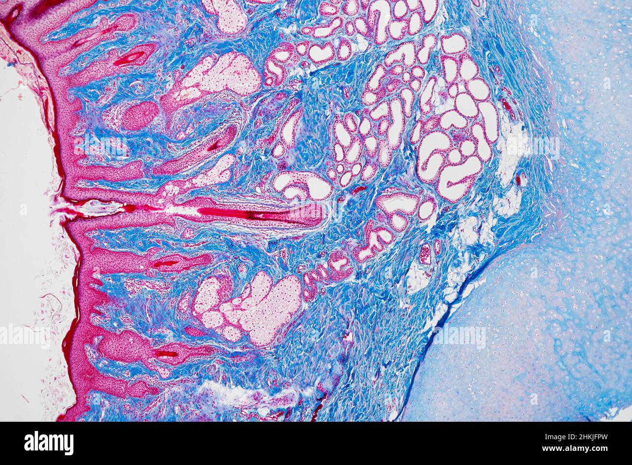 Auditory canal, light micrograph Stock Photo - Alamy