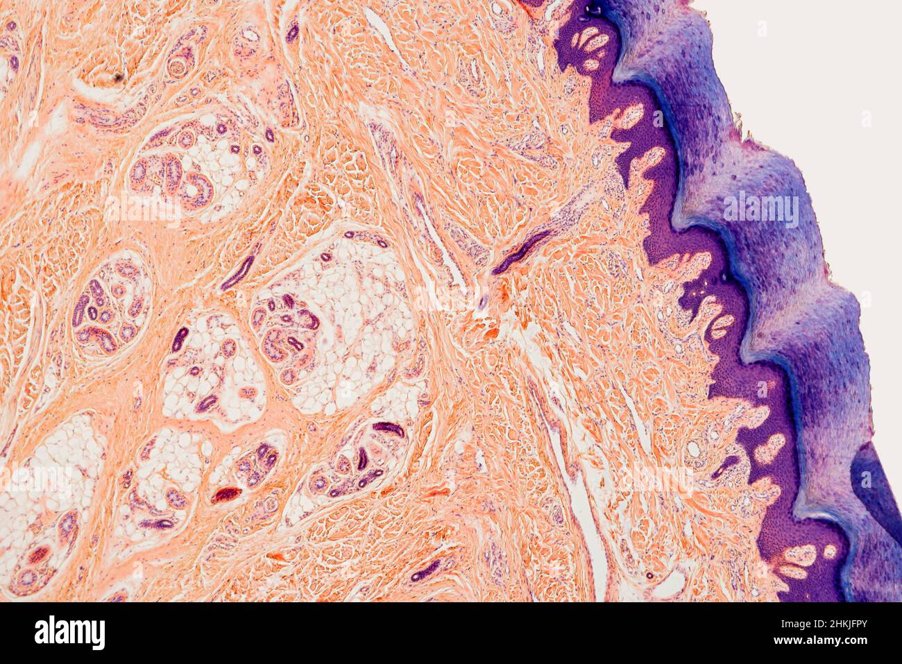 Skin, light micrograph Stock Photo - Alamy