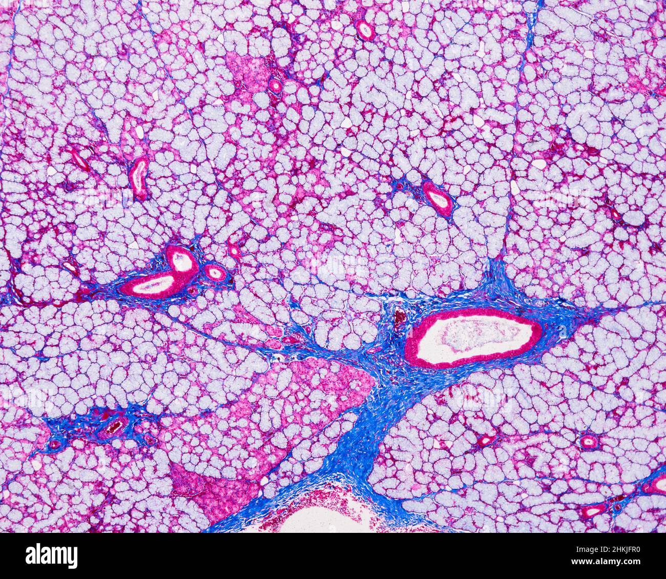 Sublingual salivary gland, light micrograph Stock Photo - Alamy