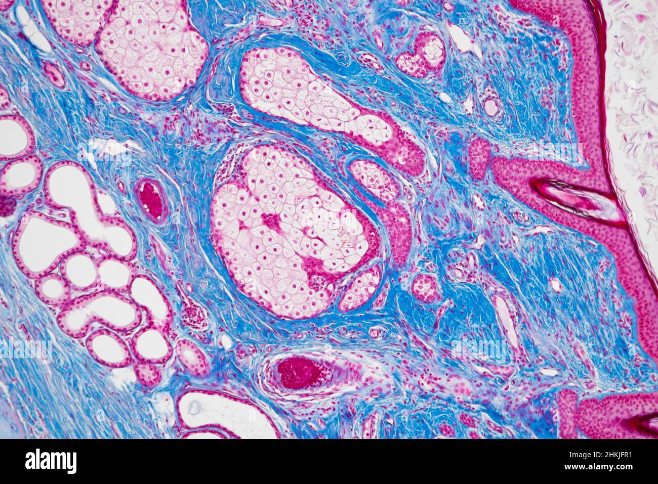 Auditory canal, light micrograph Stock Photo - Alamy