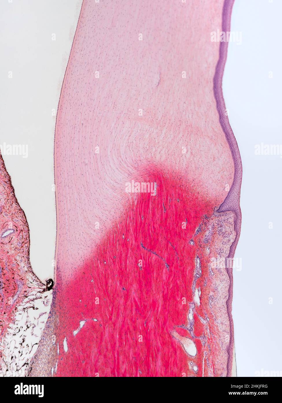 Eye tissue, light micrograph Stock Photo - Alamy