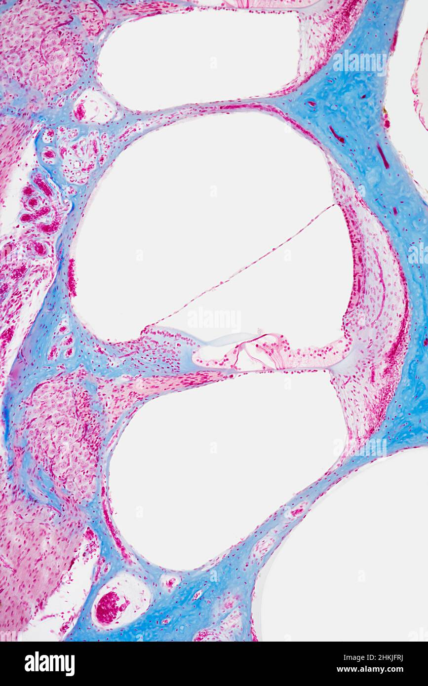 Cochlea, light micrograph Stock Photo - Alamy