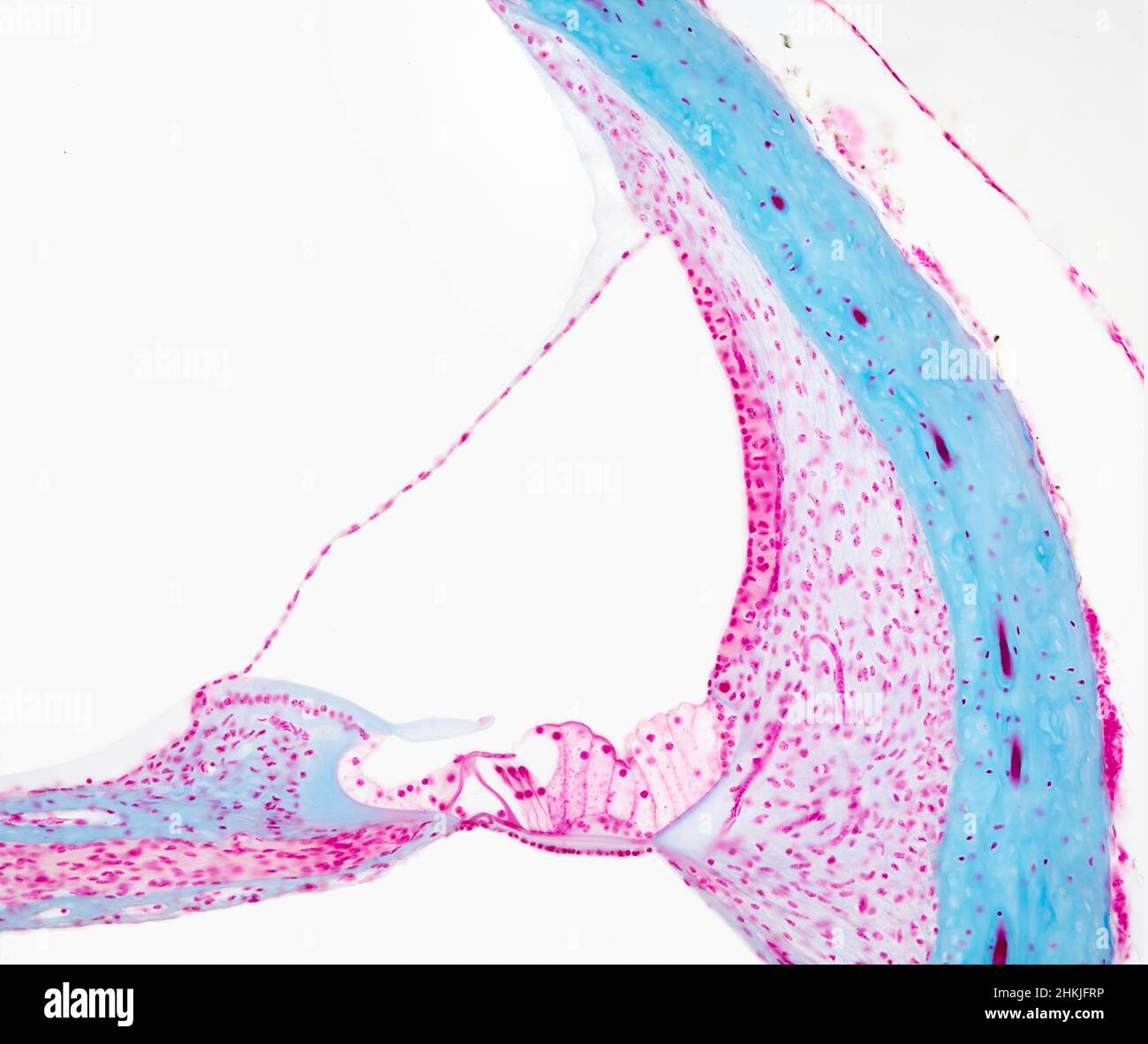 Cochlea, light micrograph Stock Photo - Alamy