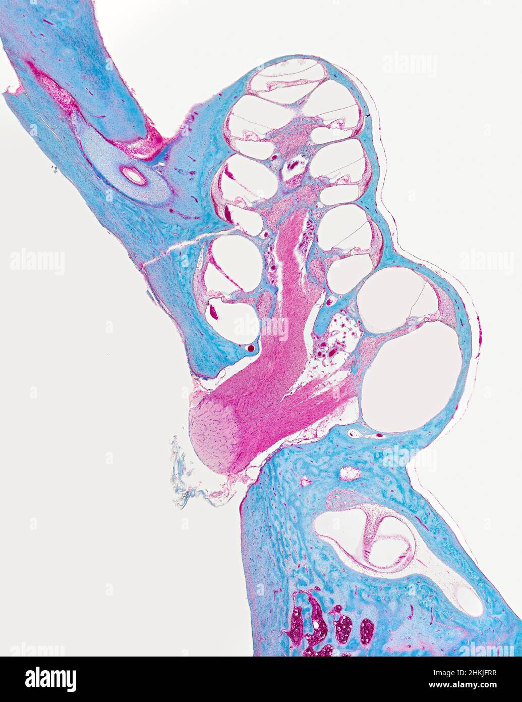 Cochlea, light micrograph Stock Photo - Alamy