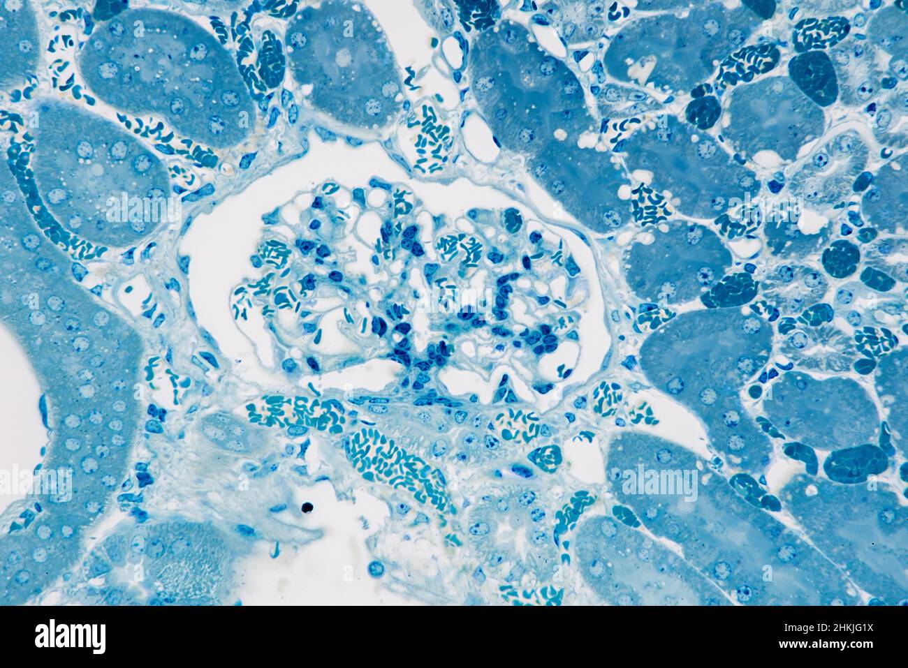 Kidney, light micrograph Stock Photo - Alamy