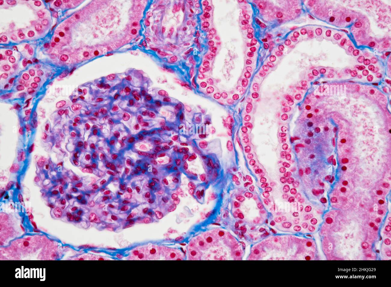 Kidney, light micrograph Stock Photo - Alamy