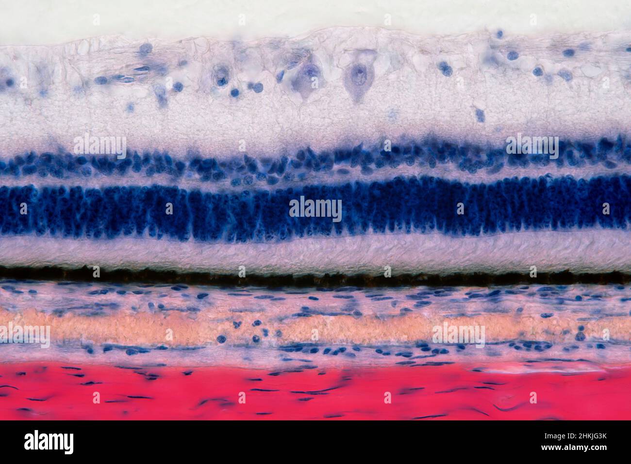 Retina, light micrograph Stock Photo - Alamy