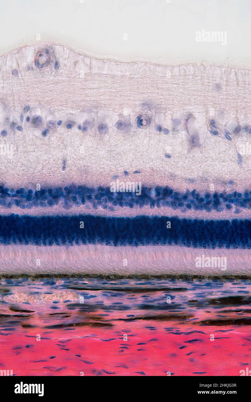 Retina, light micrograph Stock Photo - Alamy