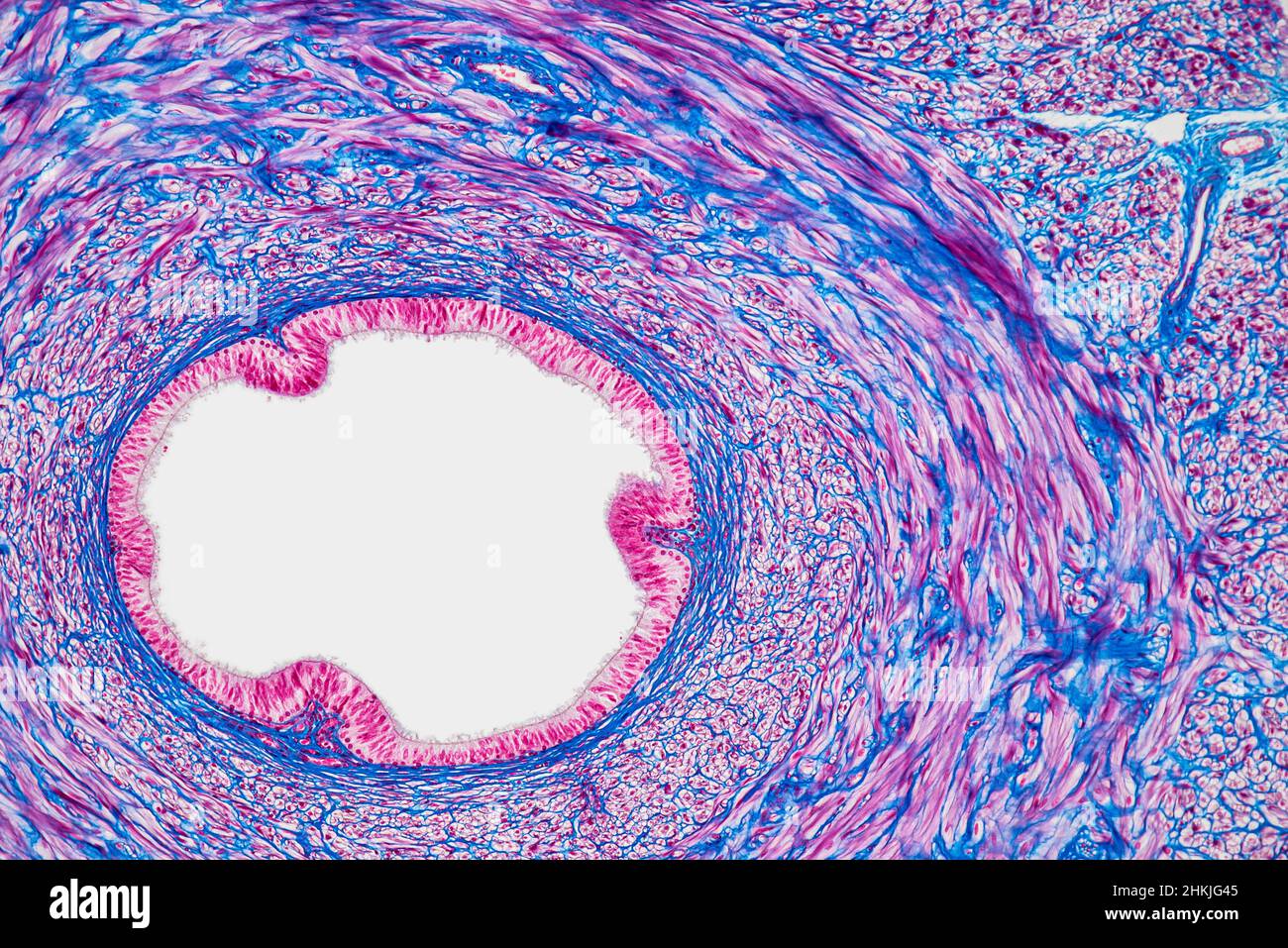 Vas deferens, light micrograph Stock Photo - Alamy