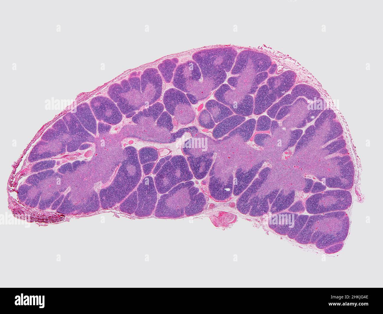 Thymus gland, light micrograph Stock Photo - Alamy