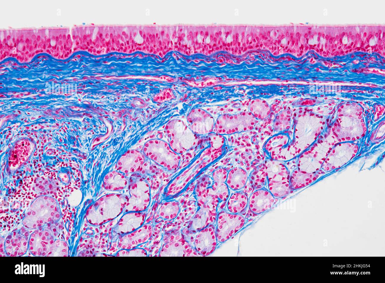 Trachea, light micrograph Stock Photo - Alamy