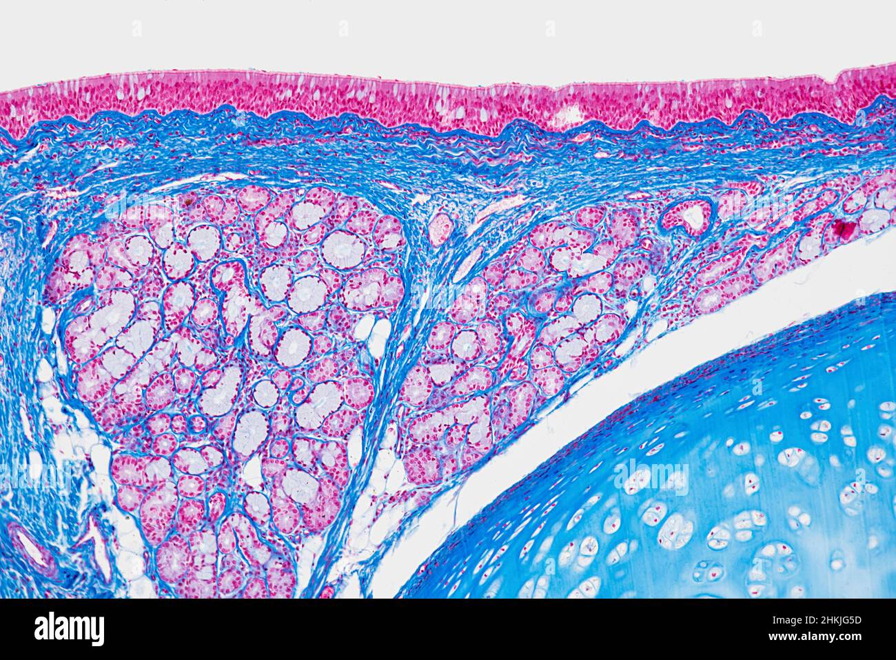 Trachea, light micrograph Stock Photo - Alamy
