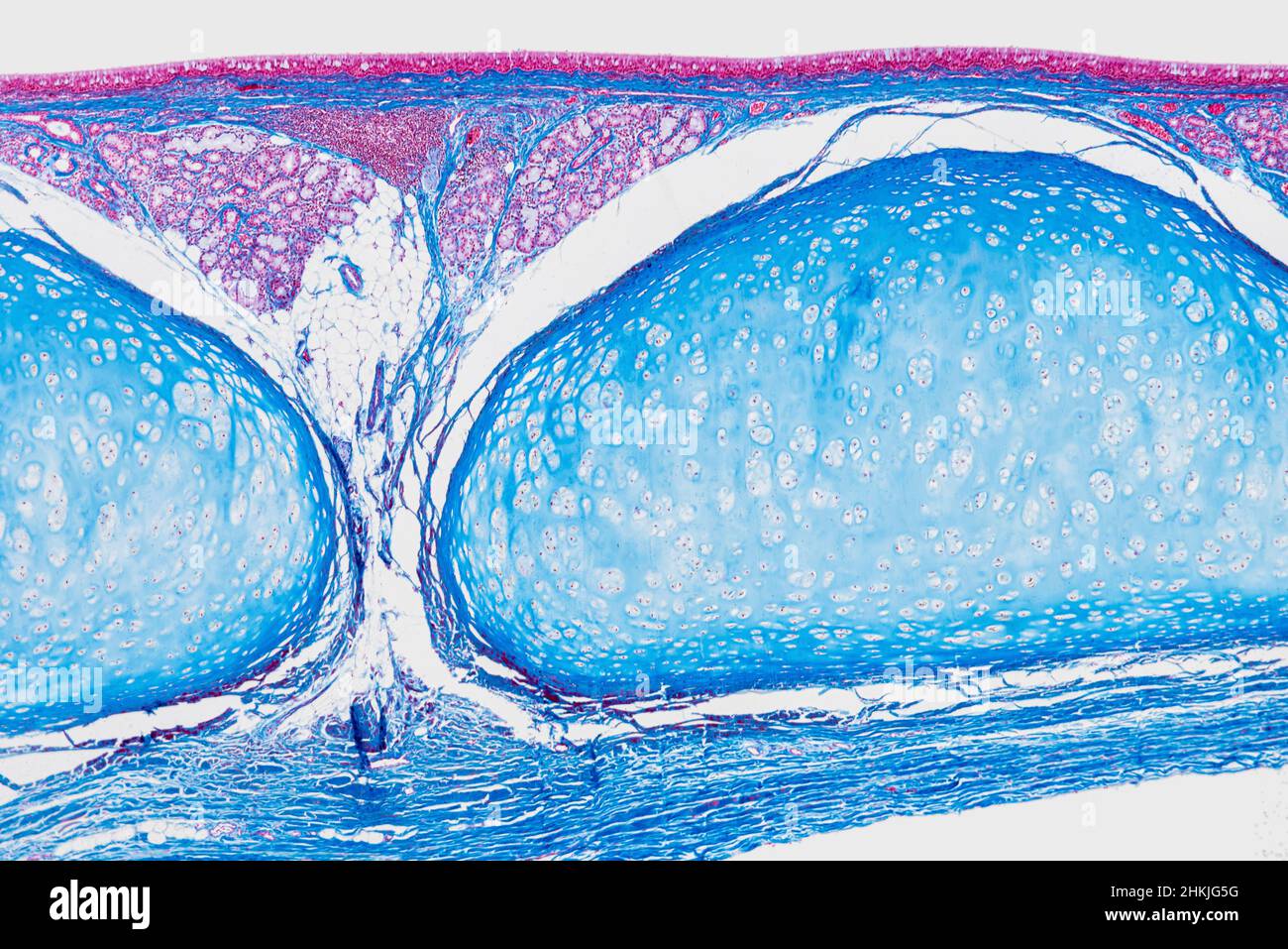 Trachea, light micrograph Stock Photo - Alamy
