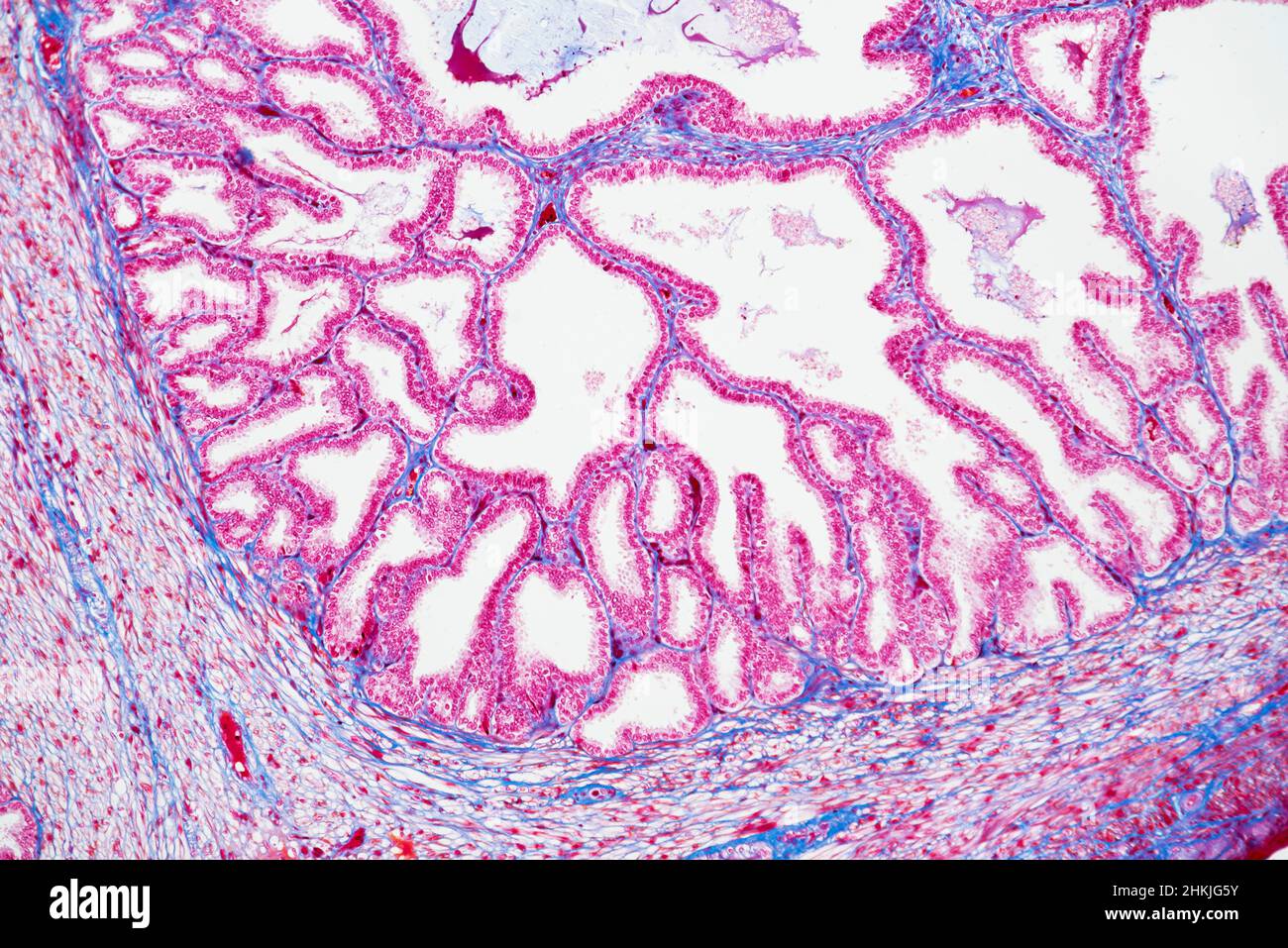 Seminal vesicle, light micrograph Stock Photo - Alamy