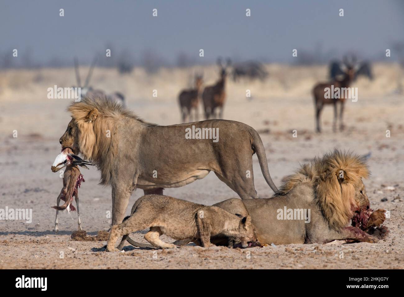 Male lions competing over Springbok carcass Stock Photo - Alamy