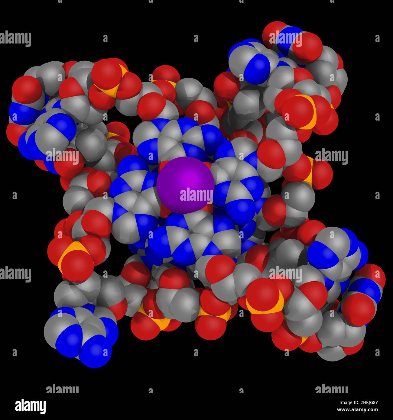 Human telomeric DNA, molecular model Stock Photo - Alamy