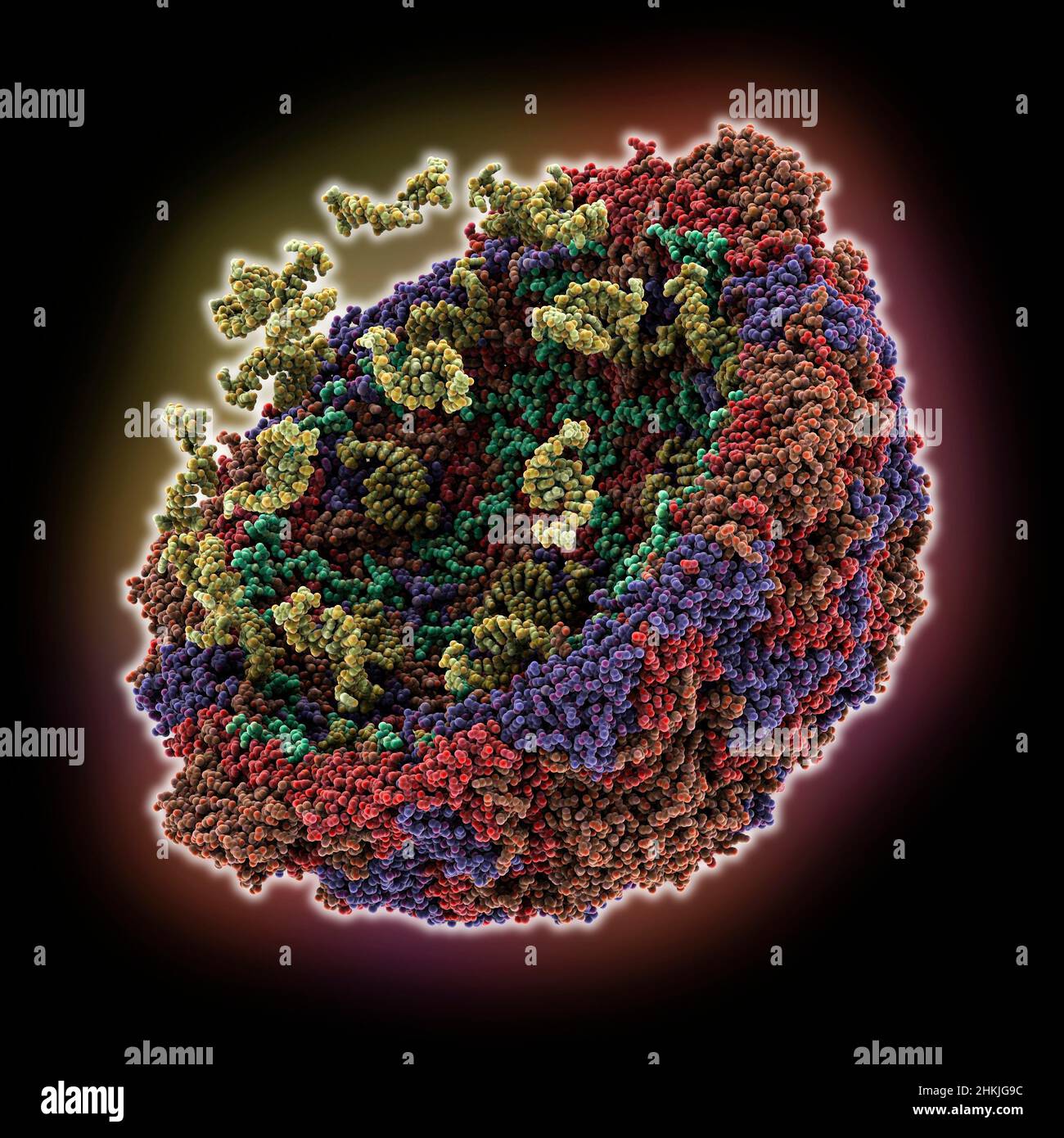 Rhinovirus 14 capsid, molecular model Stock Photo - Alamy