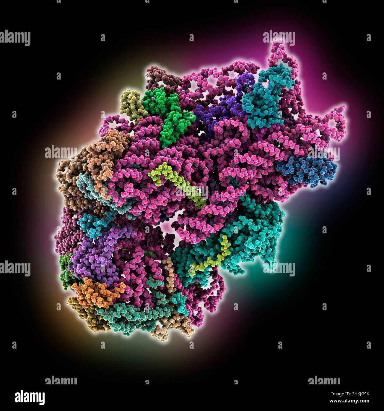 Human 40S ribosomal subunit, illustration Stock Photo - Alamy