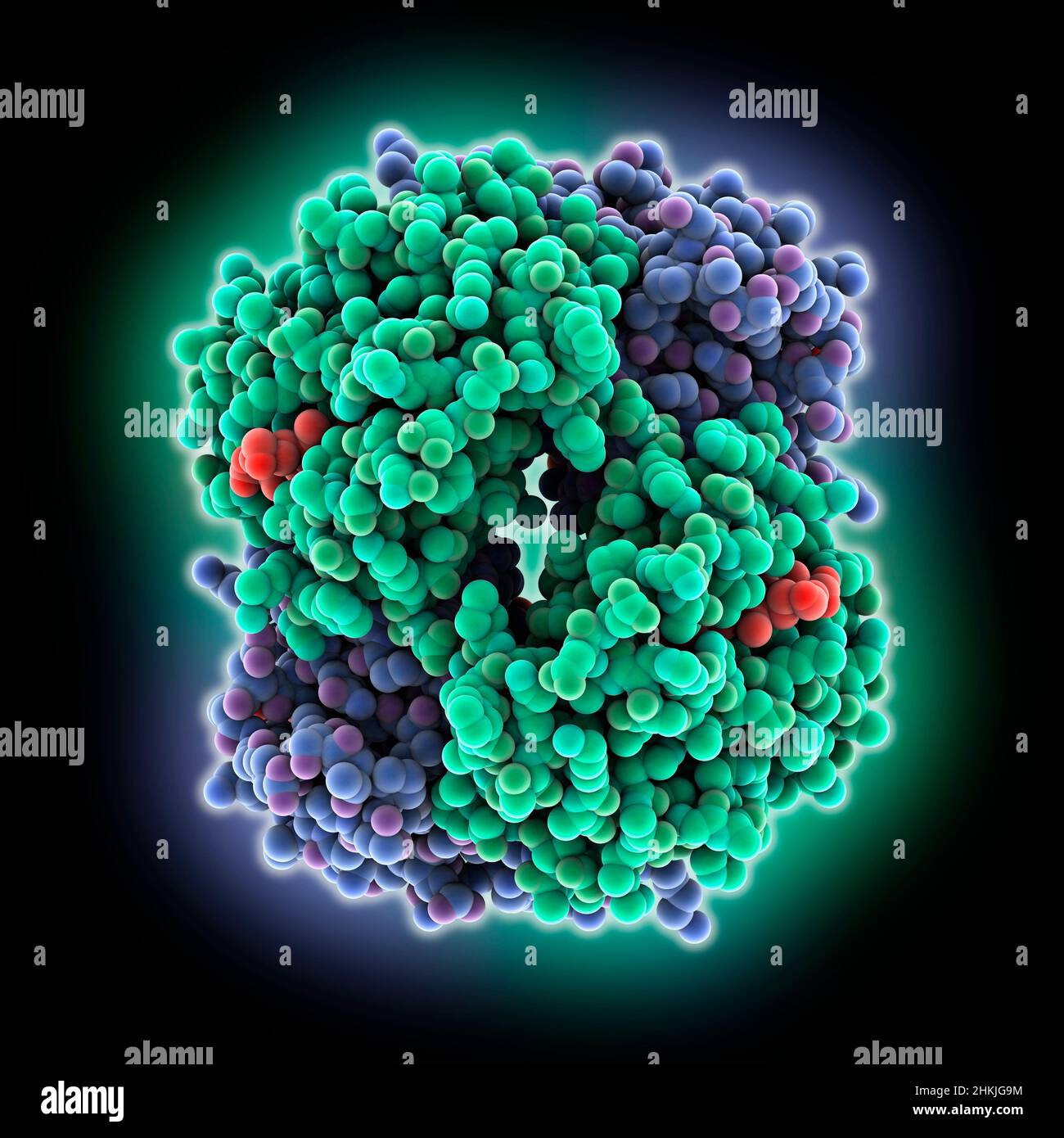 Adult human haemoglobin, molecular model Stock Photo - Alamy
