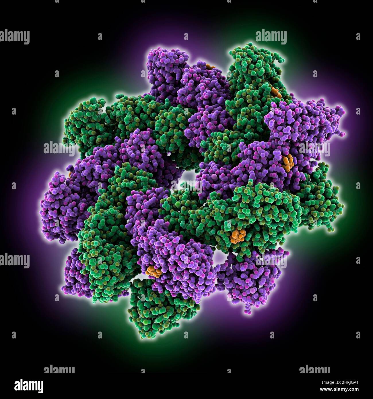 Human SARM1 complexed with inhibitor dHNN, molecular model Stock Photo ...