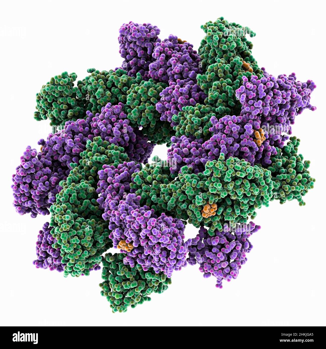 Human SARM1 complexed with inhibitor dHNN, molecular model Stock Photo ...