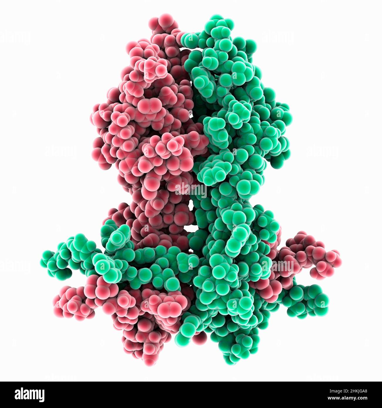 Human nerve growth factor, illustration Stock Photo - Alamy