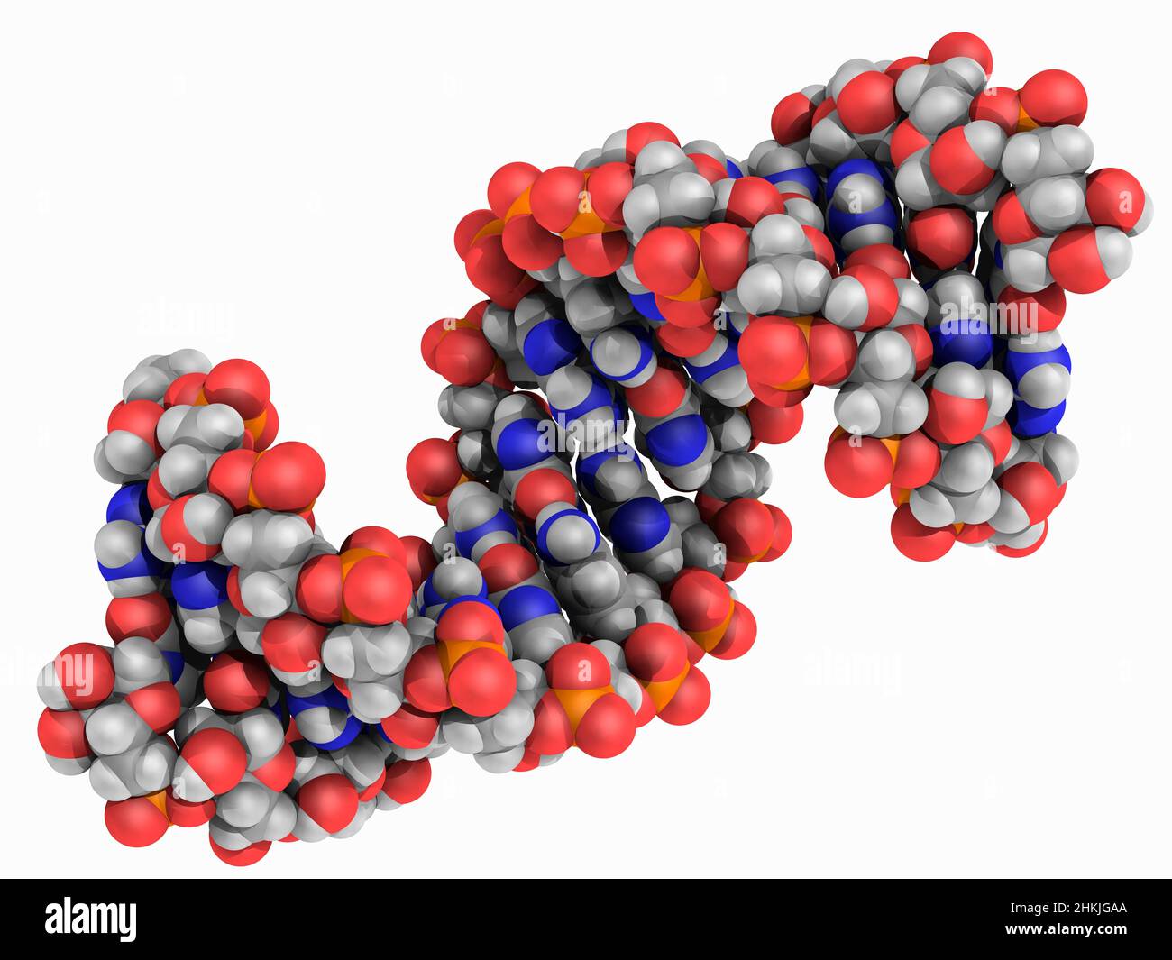 Human RNA with RNA repeats, molecular model Stock Photo - Alamy