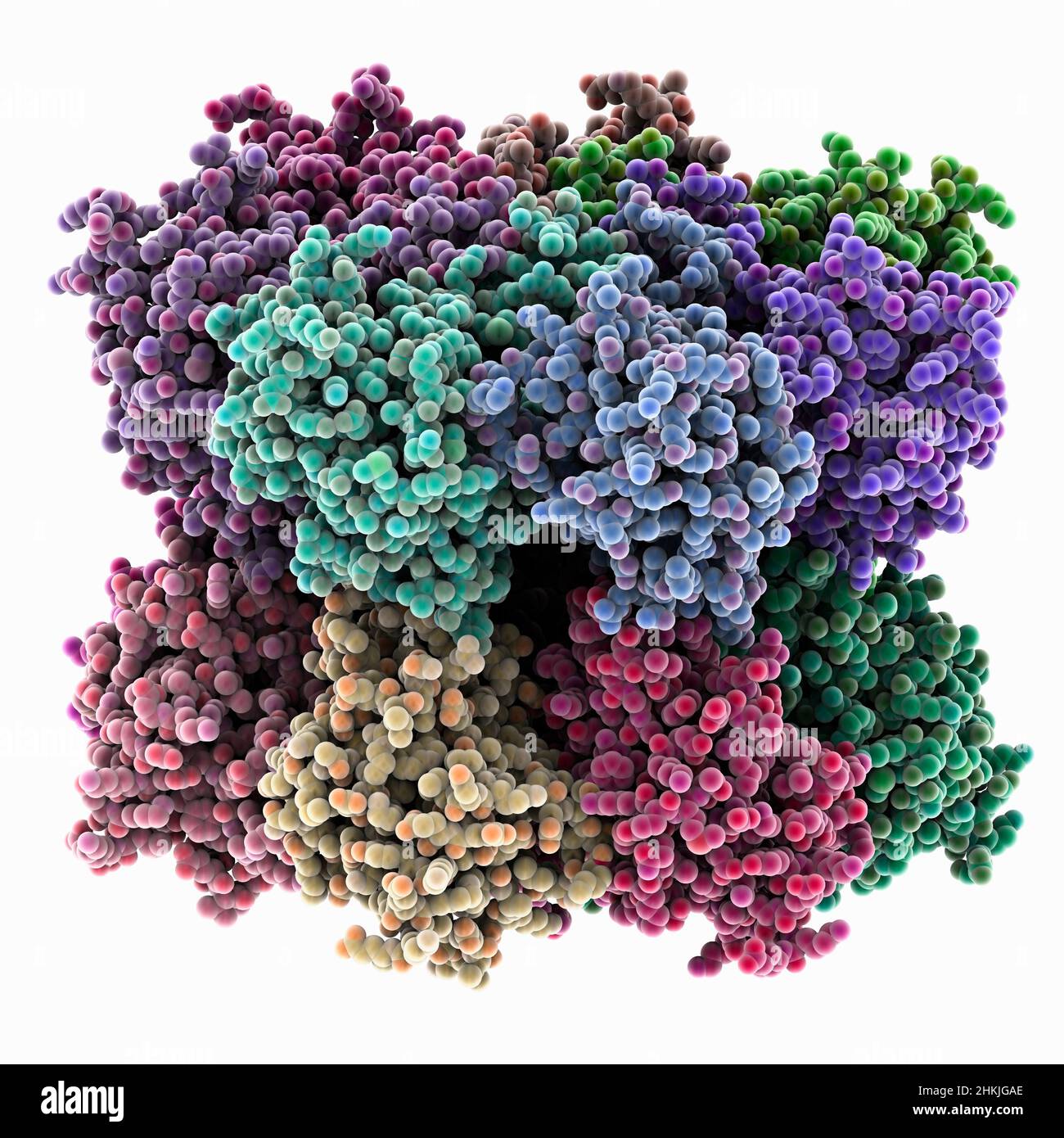 Human proteasome alpha 7 subunit, molecular model Stock Photo - Alamy