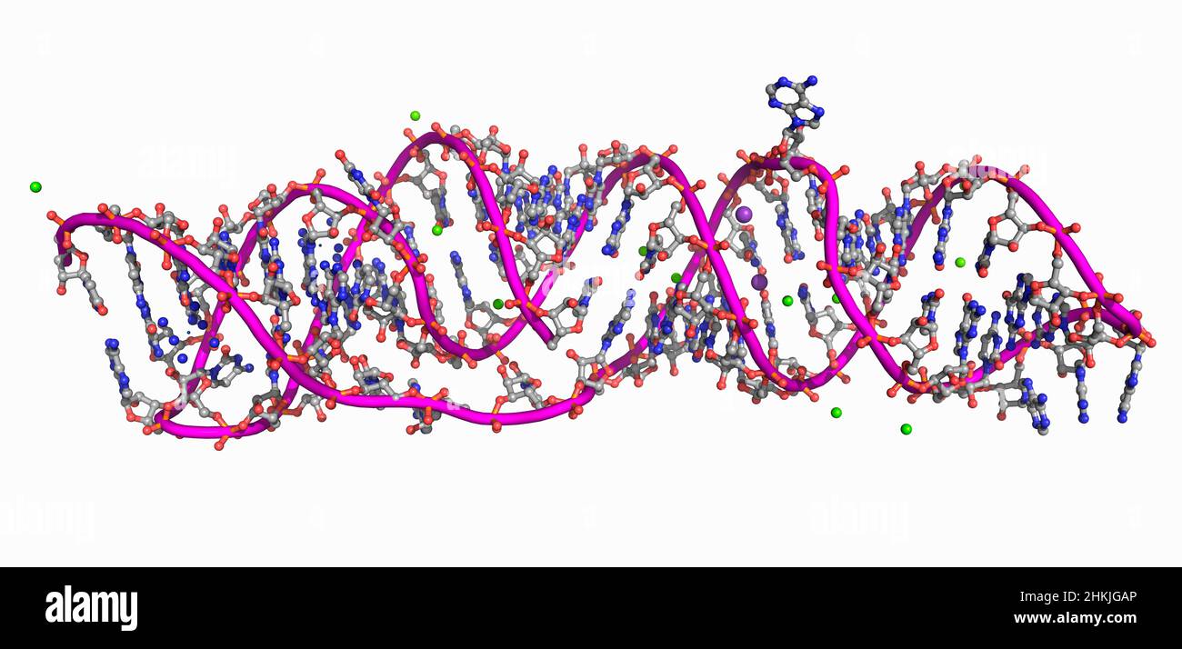 SARS-CoV-2 frameshifting pseudoknot RNA, molecular model Stock Photo ...