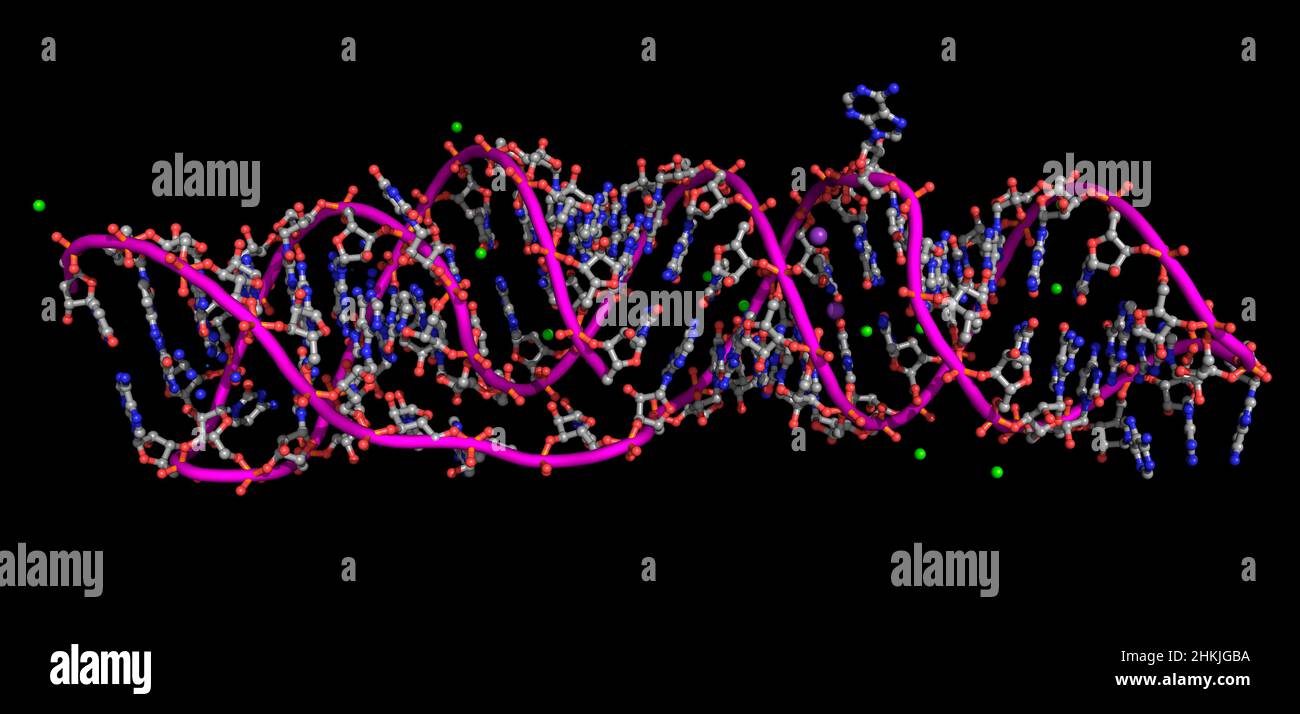 SARS-CoV-2 frameshifting pseudoknot RNA, molecular model Stock Photo ...