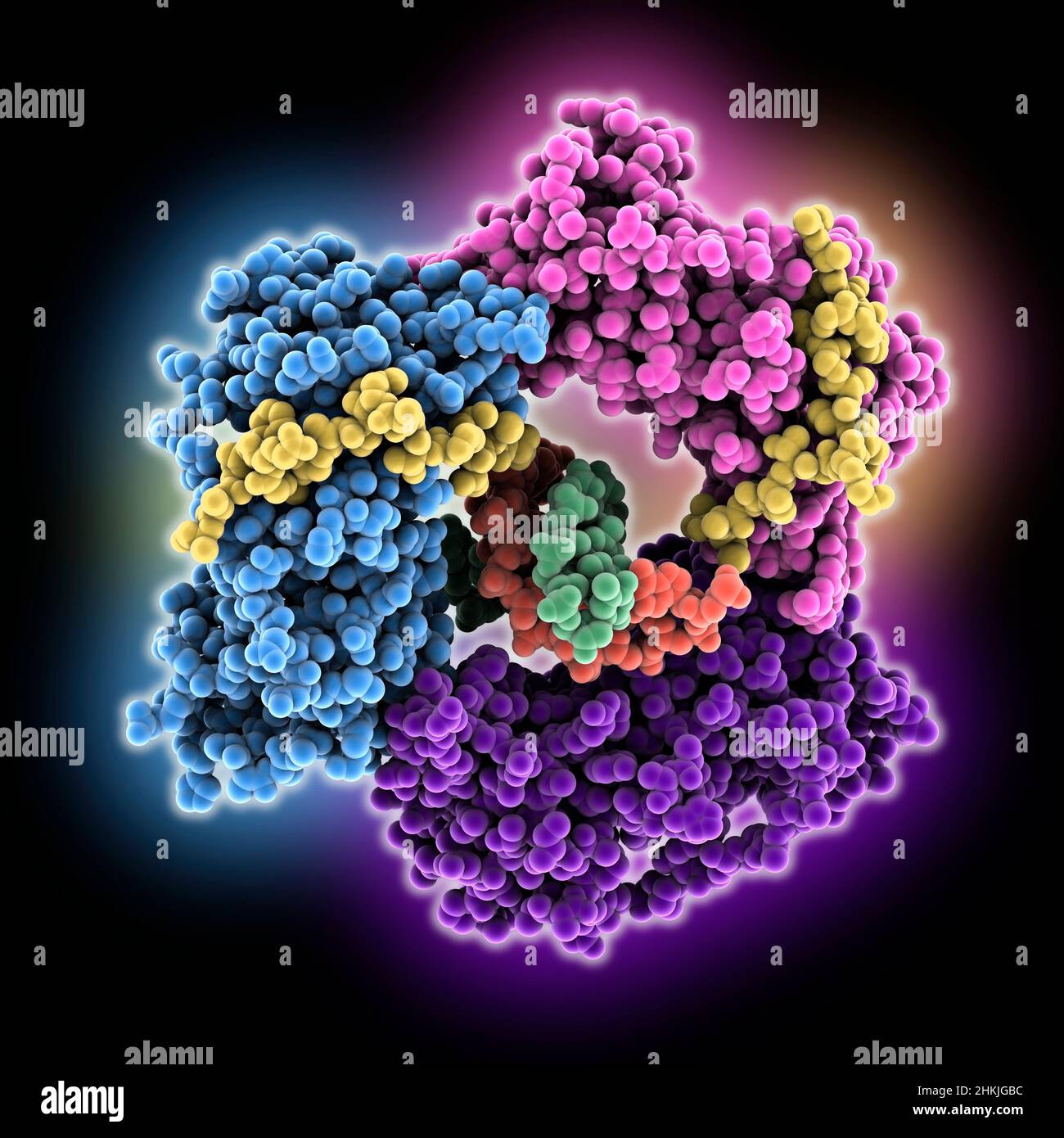 PCNA complexed with p15PAF, molecular model Stock Photo - Alamy