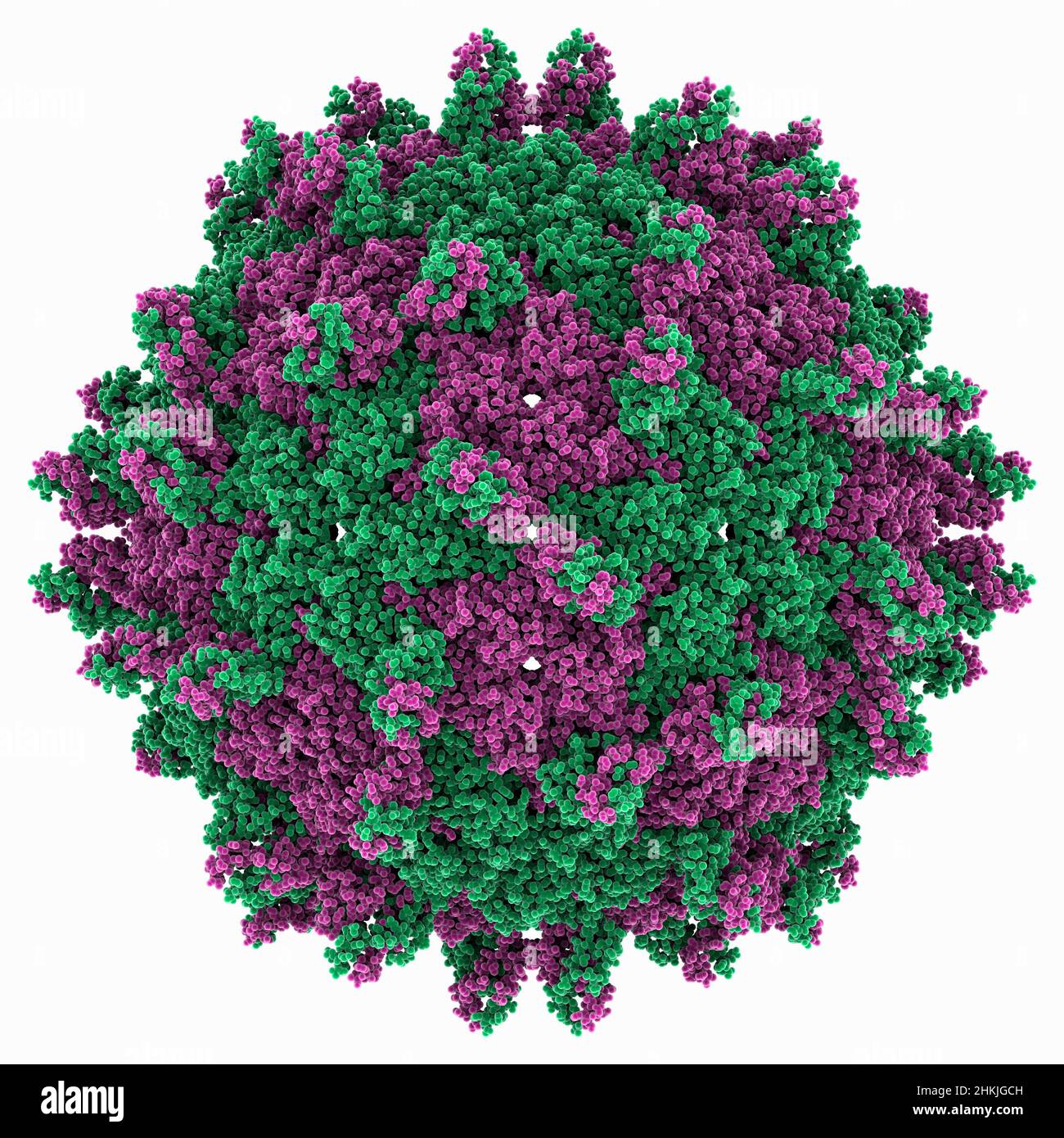 Pepper cryptic virus 1 capsid, molecular model Stock Photo - Alamy