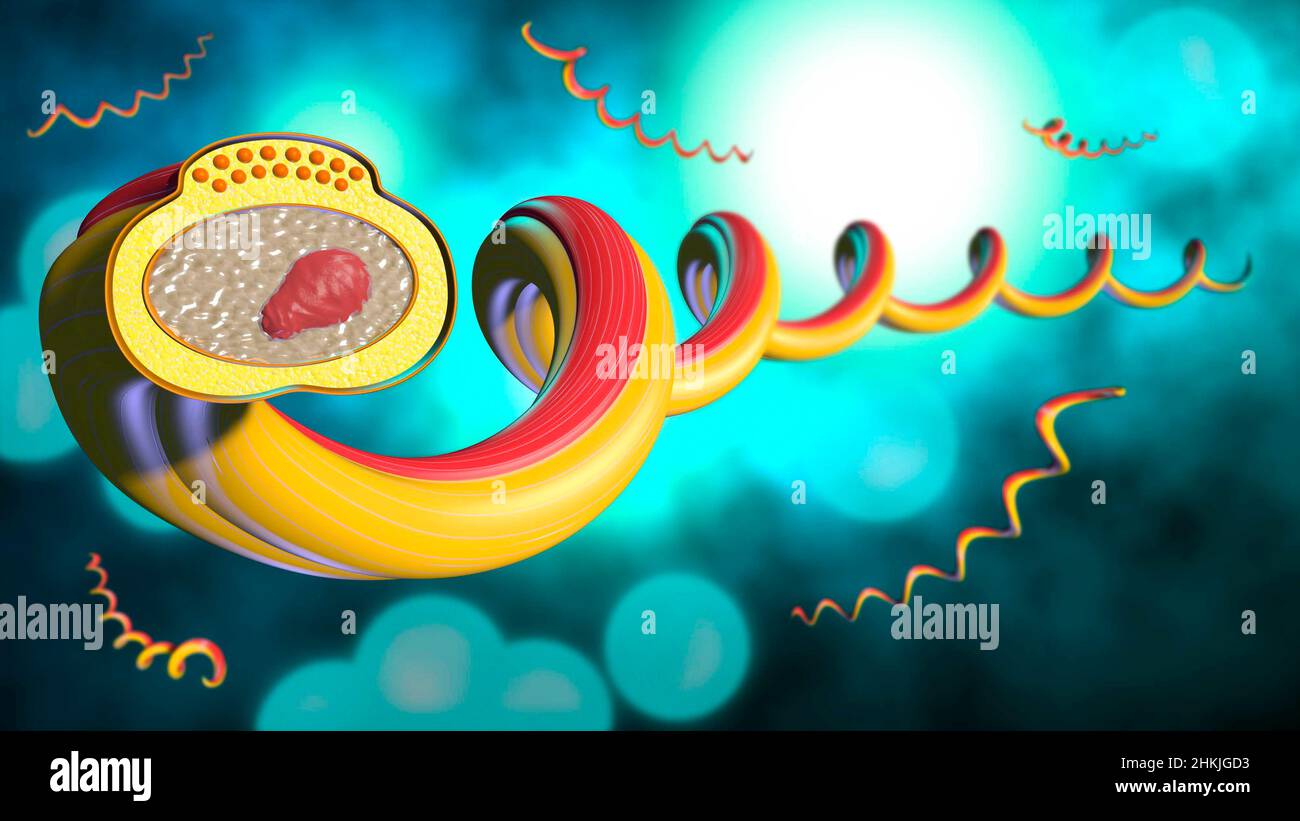 Syphilis bacteria, illustration Stock Photo - Alamy