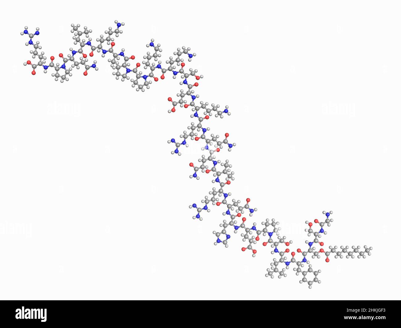 Human ghrelin, molecular model Stock Photo - Alamy