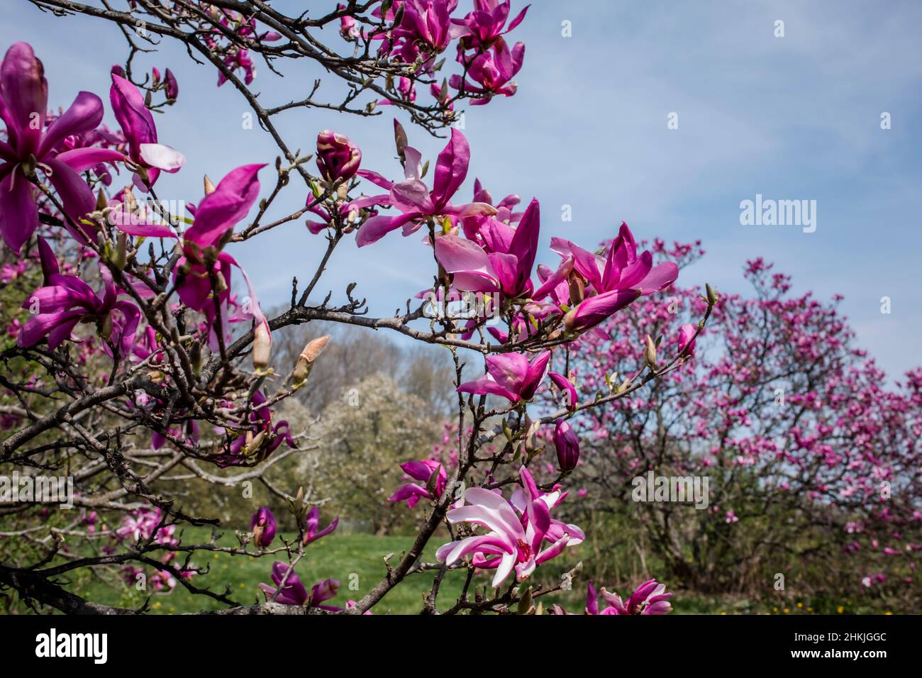 Parks in spring hi-res stock photography and images - Alamy