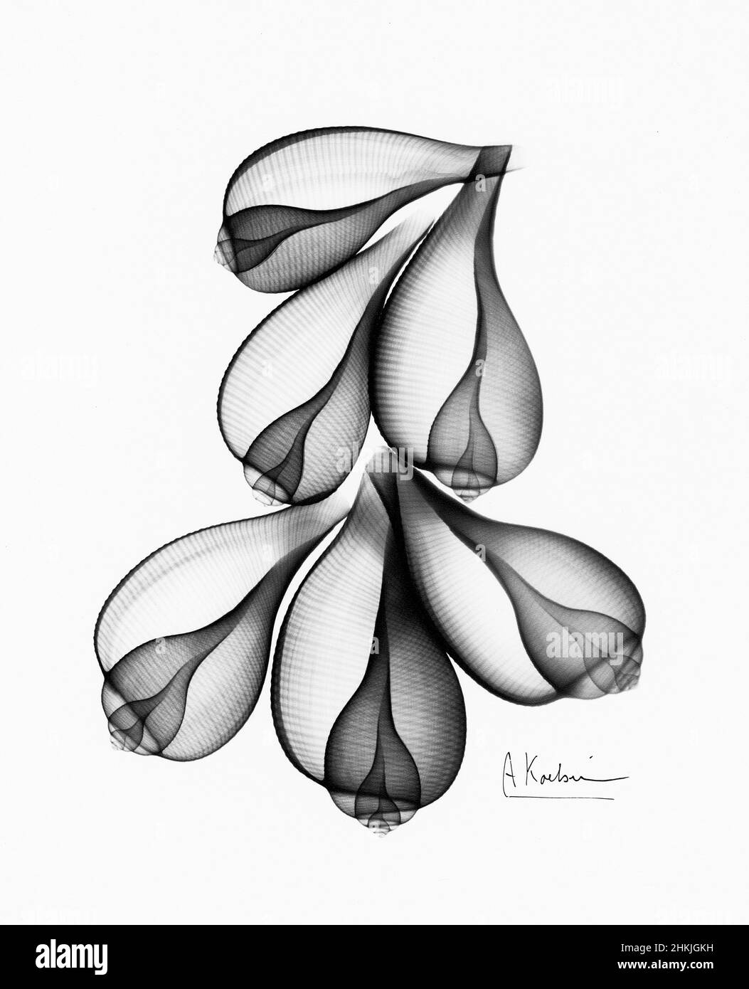 Fig shells, X-ray Stock Photo - Alamy