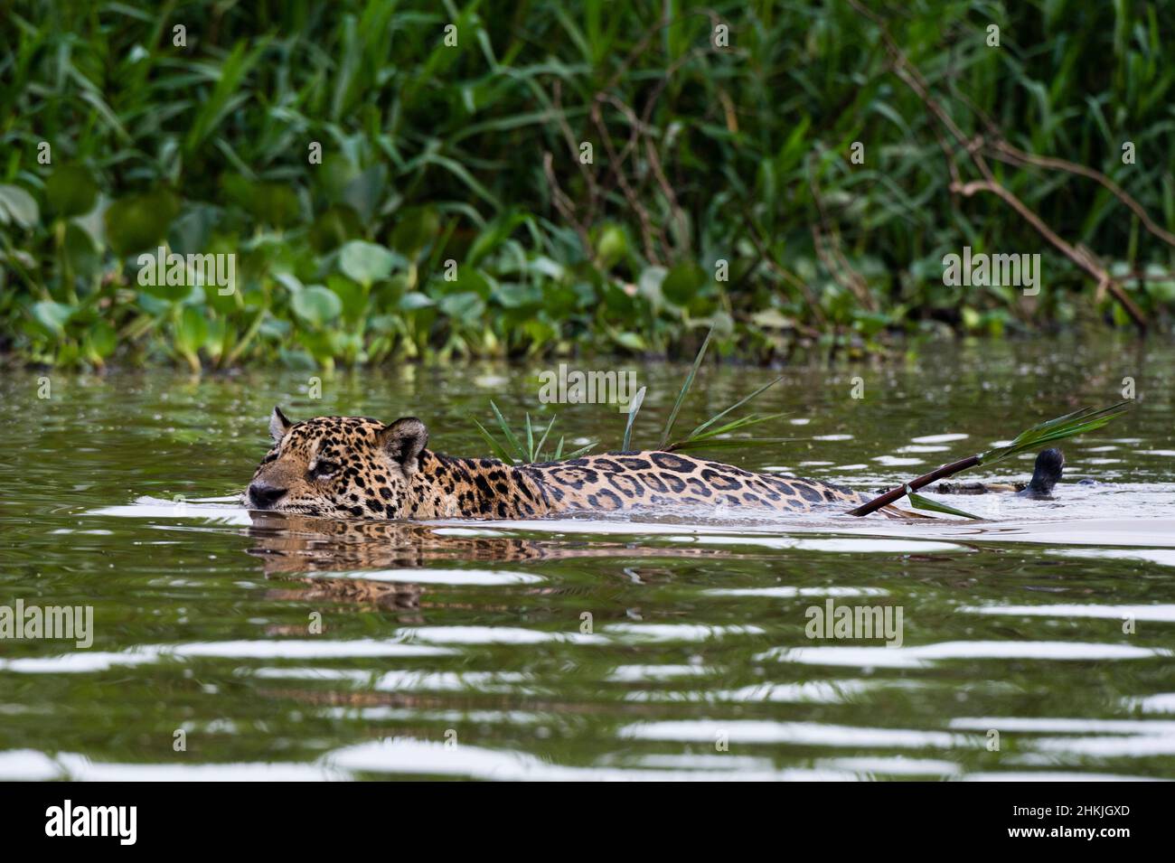 Jaguar swimming in the Cuiaba river, Brazil Stock Photo - Alamy