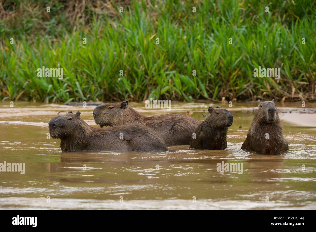 Group of capybara wading in a river Stock Photo - Alamy