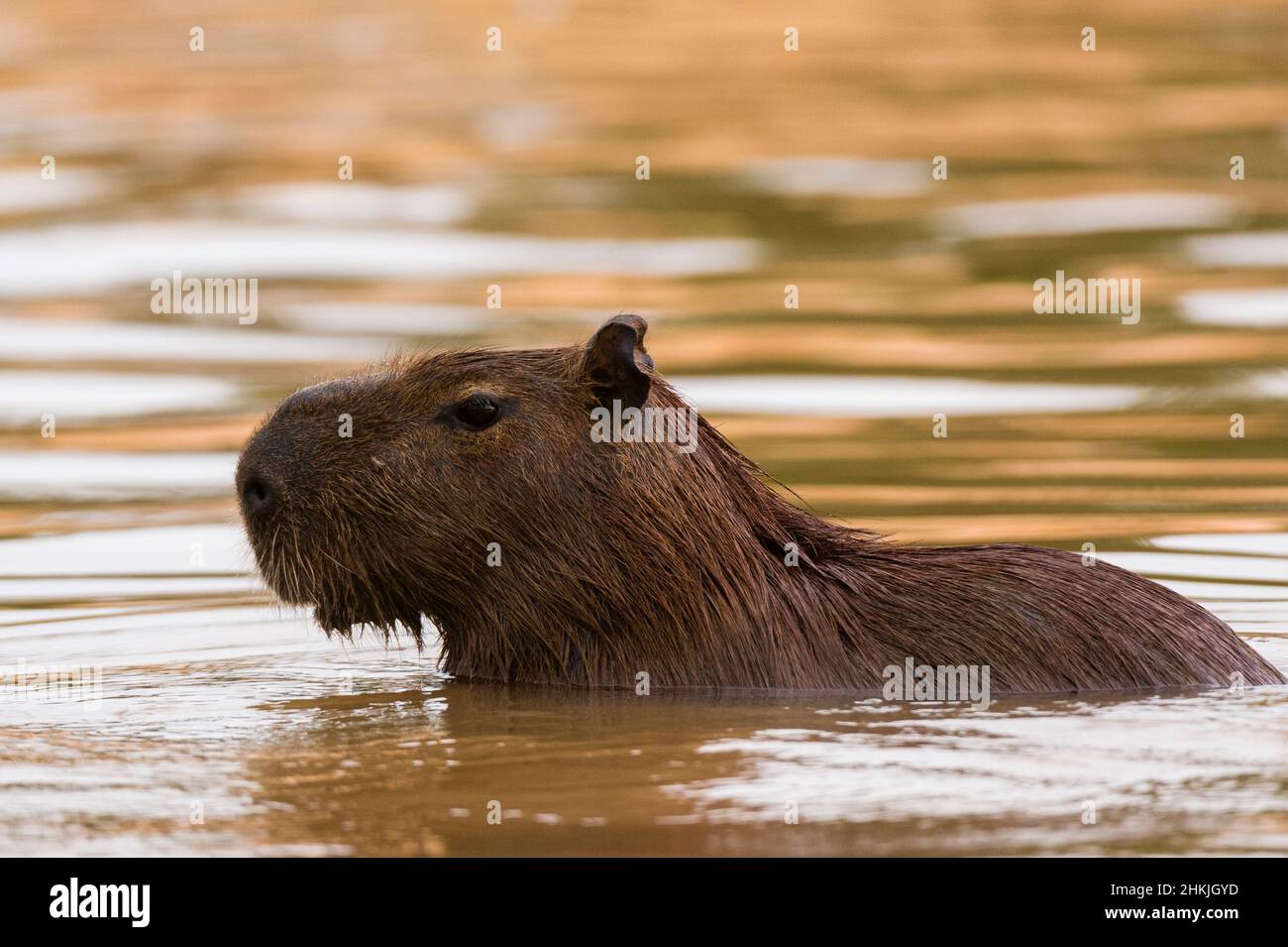 Capybara in the Cuiaba River, Brazil Stock Photo - Alamy